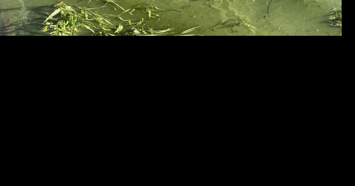 Algae causes green water, smell at Campbell Lake | News | goskagit.com