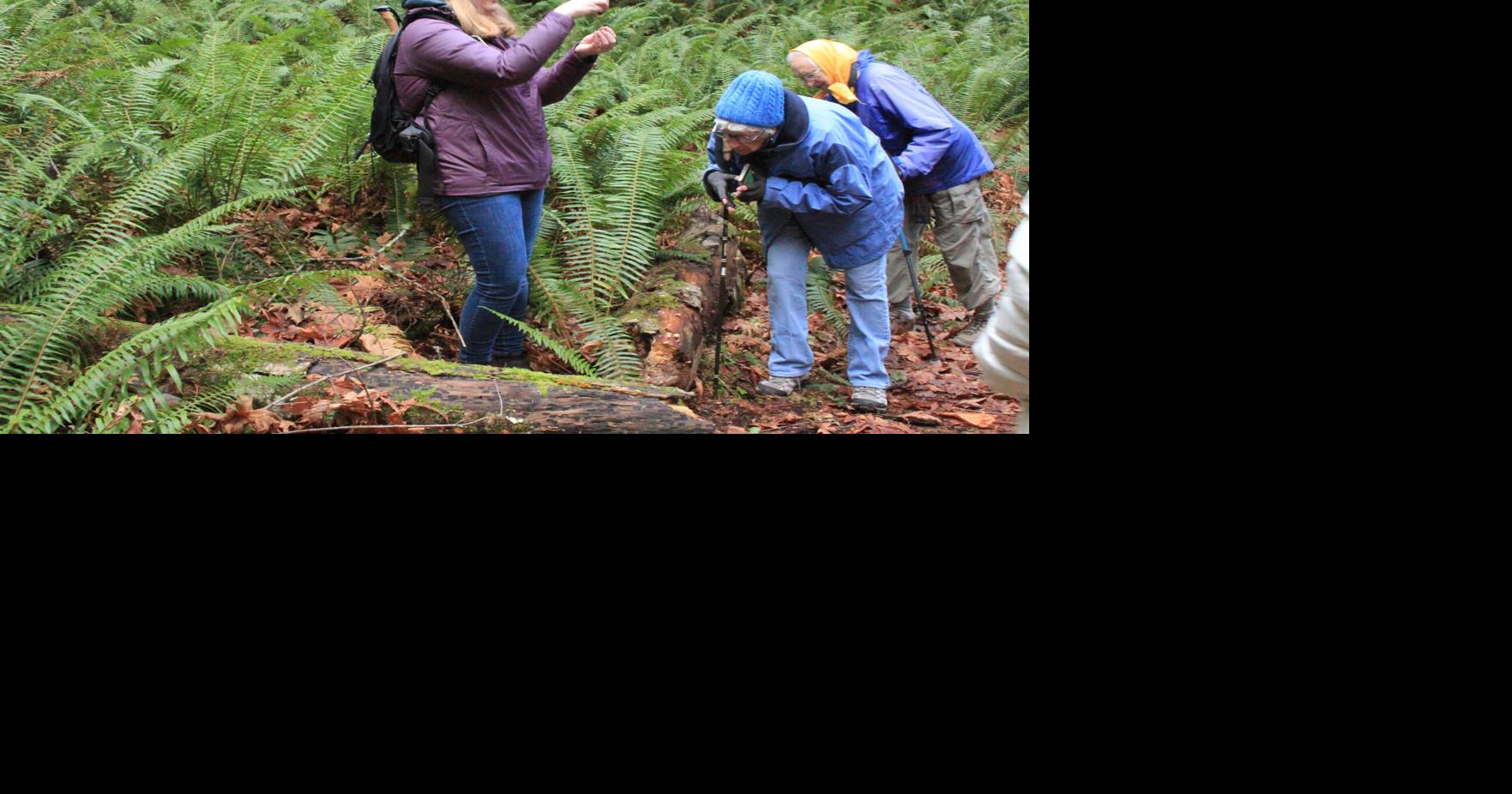 Exploring the mysteries of the old forests | Arts And Community ...