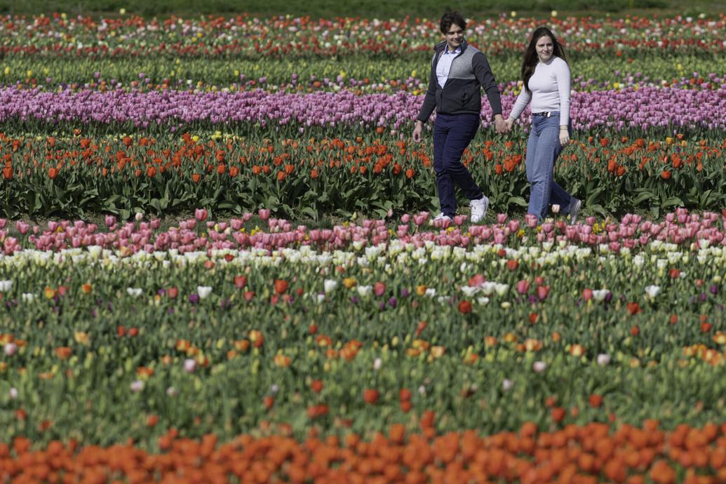Skagit Valley Tulip Festival officially begins | Arts And Community ...