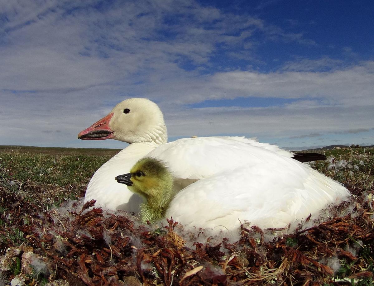 Birdwatchers, experts, speakers migrate to Stanwood for annual birding ...