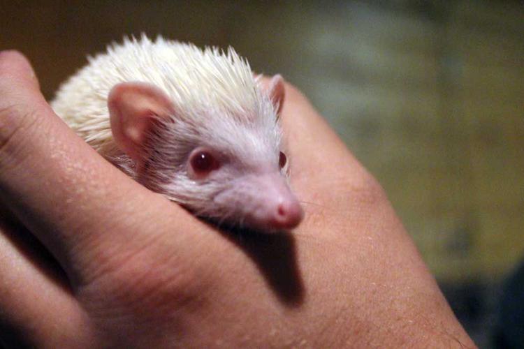 Hedgehog show features prickly creatures | Arts And Community ...