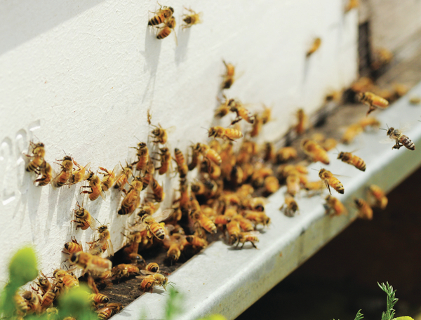 Rise of the ‘zombie’ bees | All Access | goskagit.com