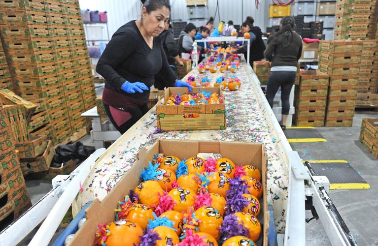 Bay Baby Produce bringing new value to pumpkins | Local News | goskagit.com