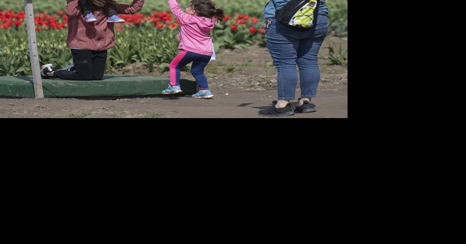 Skagit Valley Tulip Festival brings minimal business to outlying areas ...