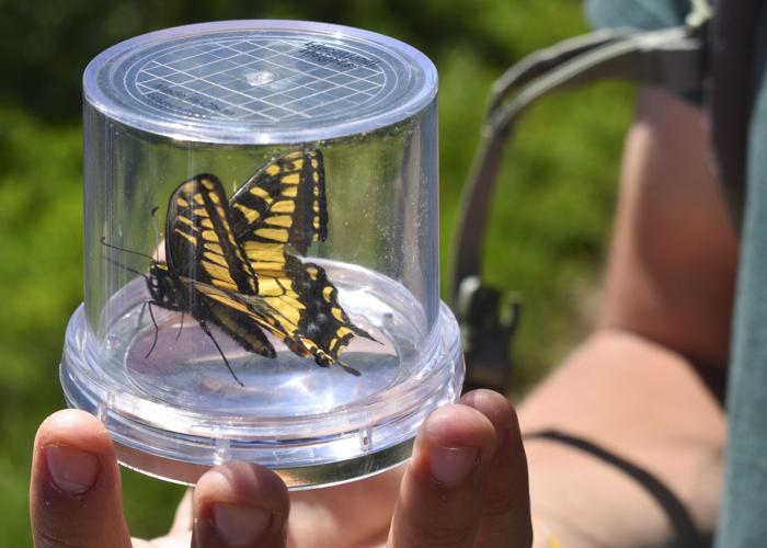 Photos: Butterfly survey | | goskagit.com