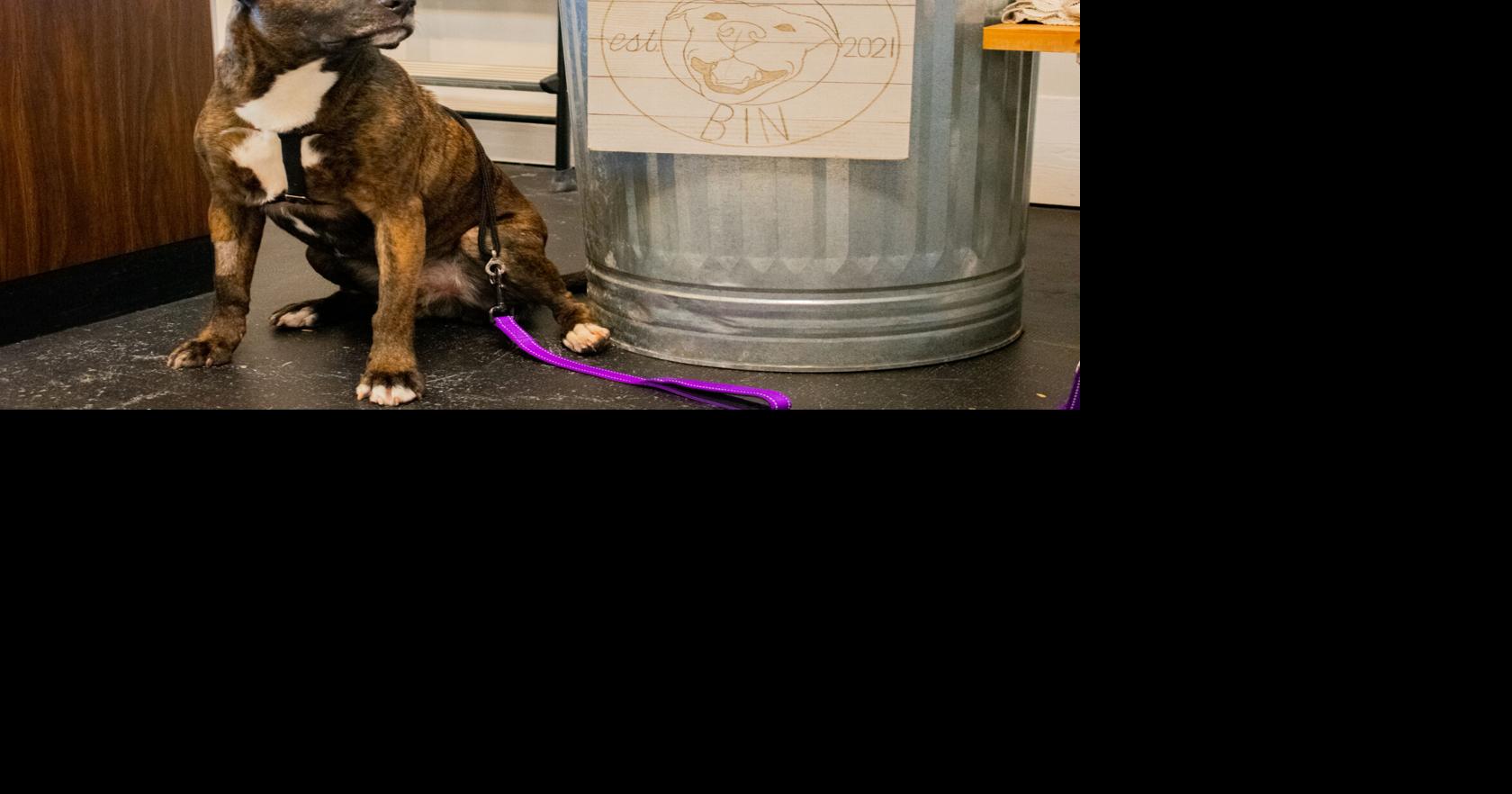 Boogie Bin aims to help animal-related nonprofits | SC News | goskagit.com