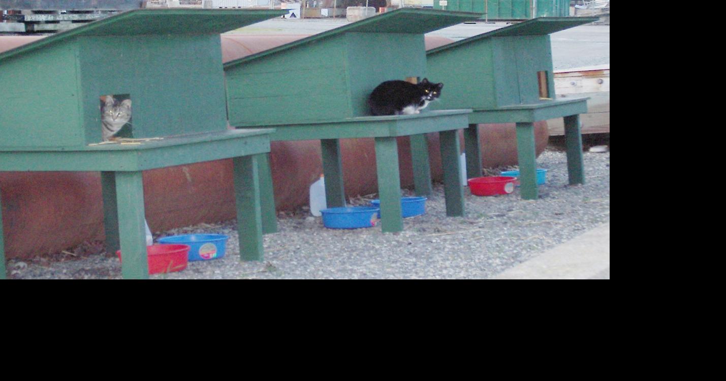 Trap-neuter-return method helps Anacortes group work with feral cats ...