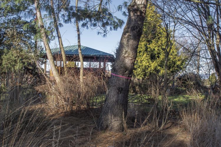 Ask a Master Gardener — Create a snag; give old trees new life | 360 ...