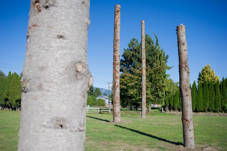 Sedro-Woolley FFA logging rodeo team to get home grounds | News ...