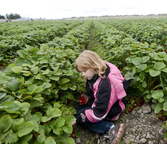 Free strawberry picking at Sakuma Bros. Farm | Gallery | goskagit.com