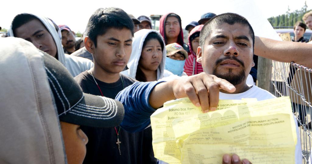 Work stoppage at Sakuma Bros. Farms | Business | goskagit.com
