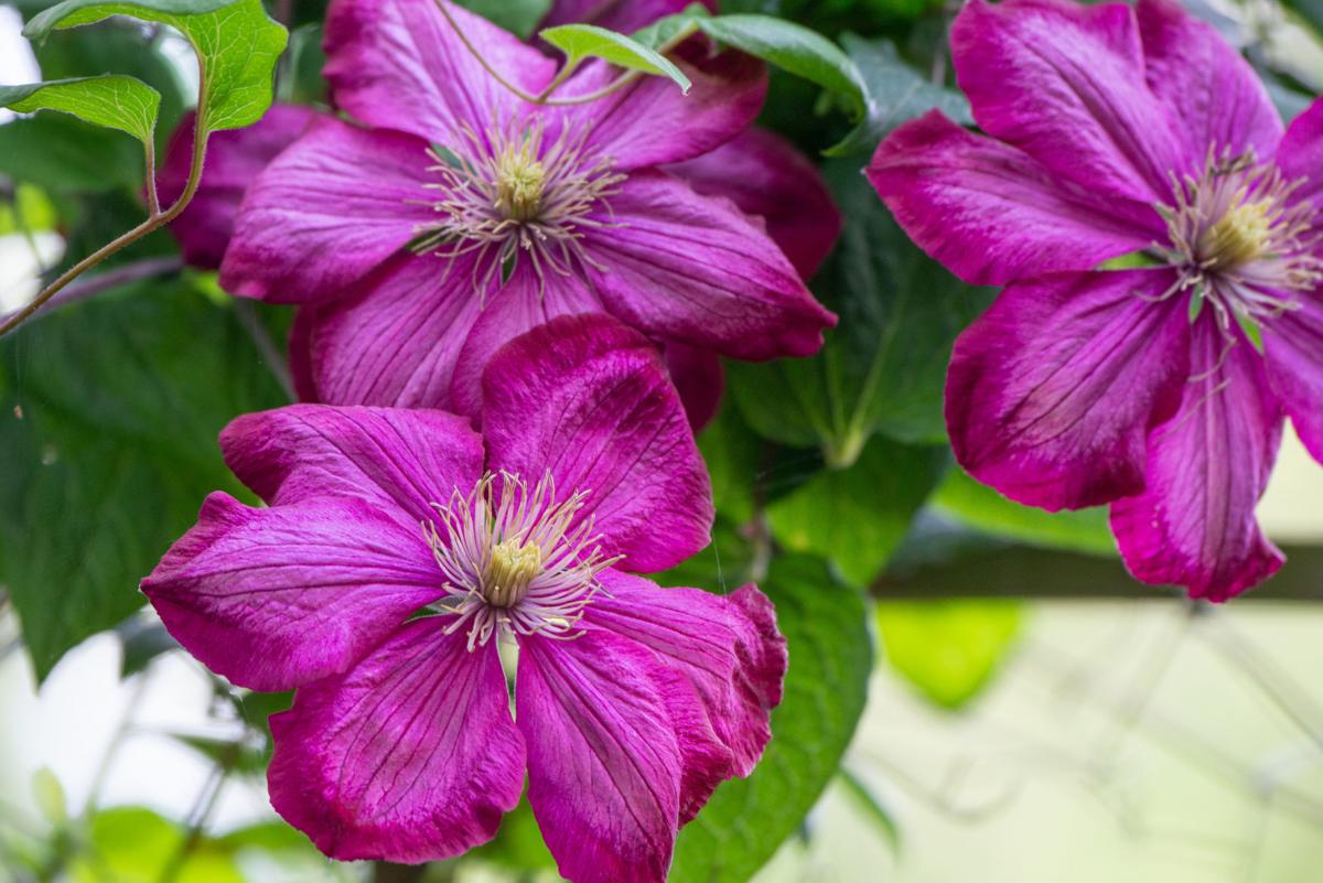 Ask the Master Gardener: Clematis, queen of the vines | Home And Garden ...