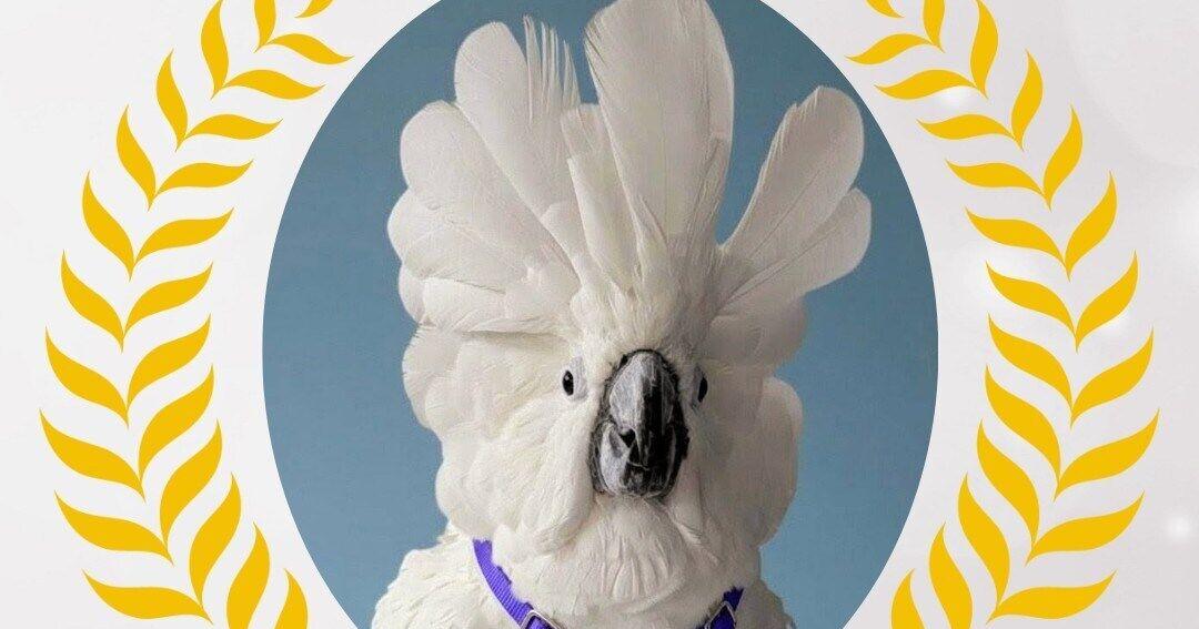 Pet Partners Names Boo, the Cockatoo as 2026 Pet of the Year ...