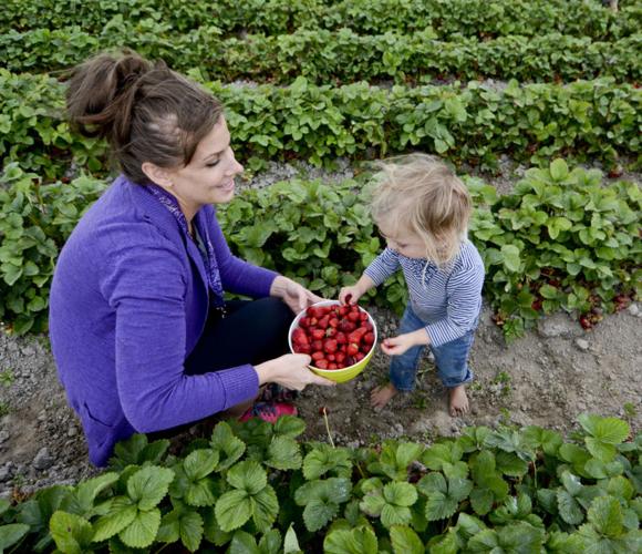 Free strawberry picking at Sakuma Bros. Farm | Gallery | goskagit.com