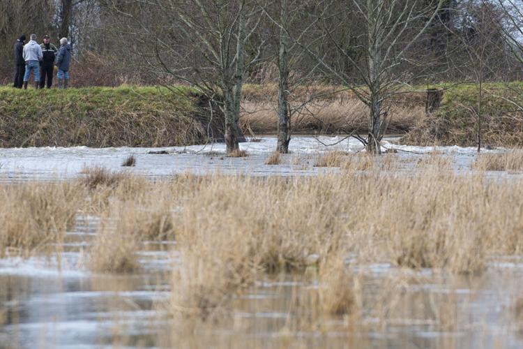 Dike bursts on Samish River, causing flooding near Edison | Environment ...