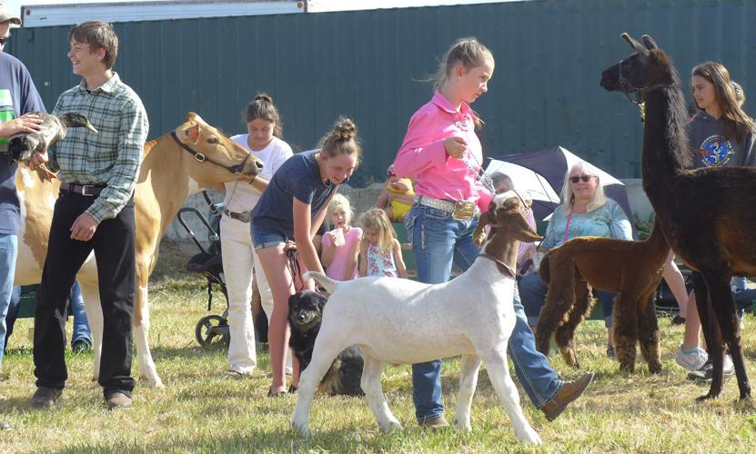 Photo gallery: Silvana Fair, 7.27.19 | Gallery | goskagit.com