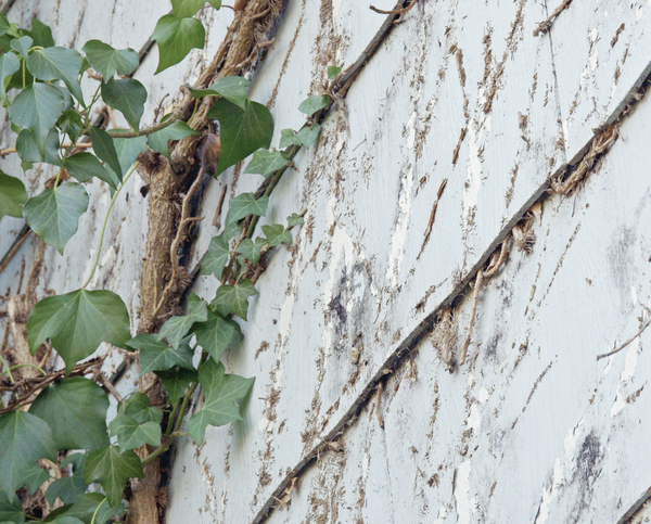 Hazards of English ivy | All Access | goskagit.com