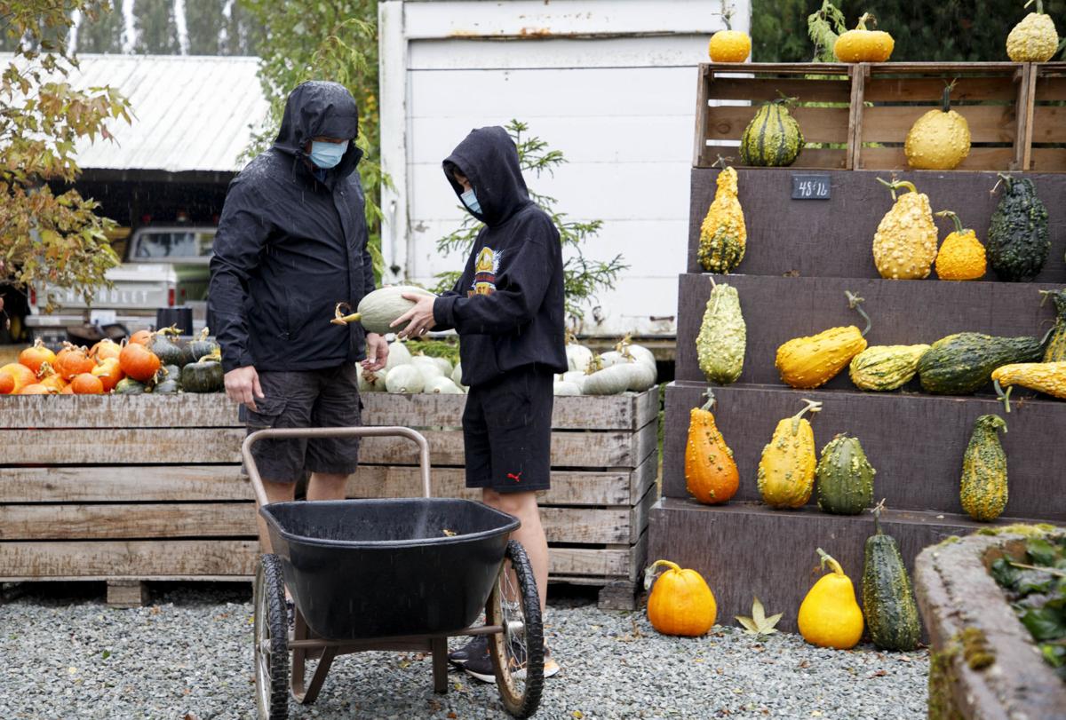Gordon Skagit Farms showcases odd, unique pumpkins | Local News ...