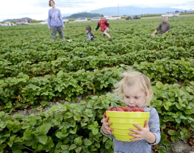 Free strawberry picking at Sakuma Bros. Farm | Gallery | goskagit.com