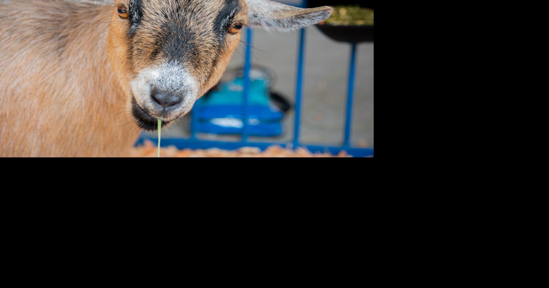 PHOTO GALLERY: 2024 Stanwood-Camano Community Fair | SC News | goskagit.com