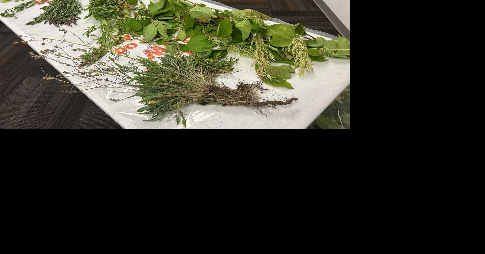 Expert on noxious weeds advises islanders to root out invaders | SC ...