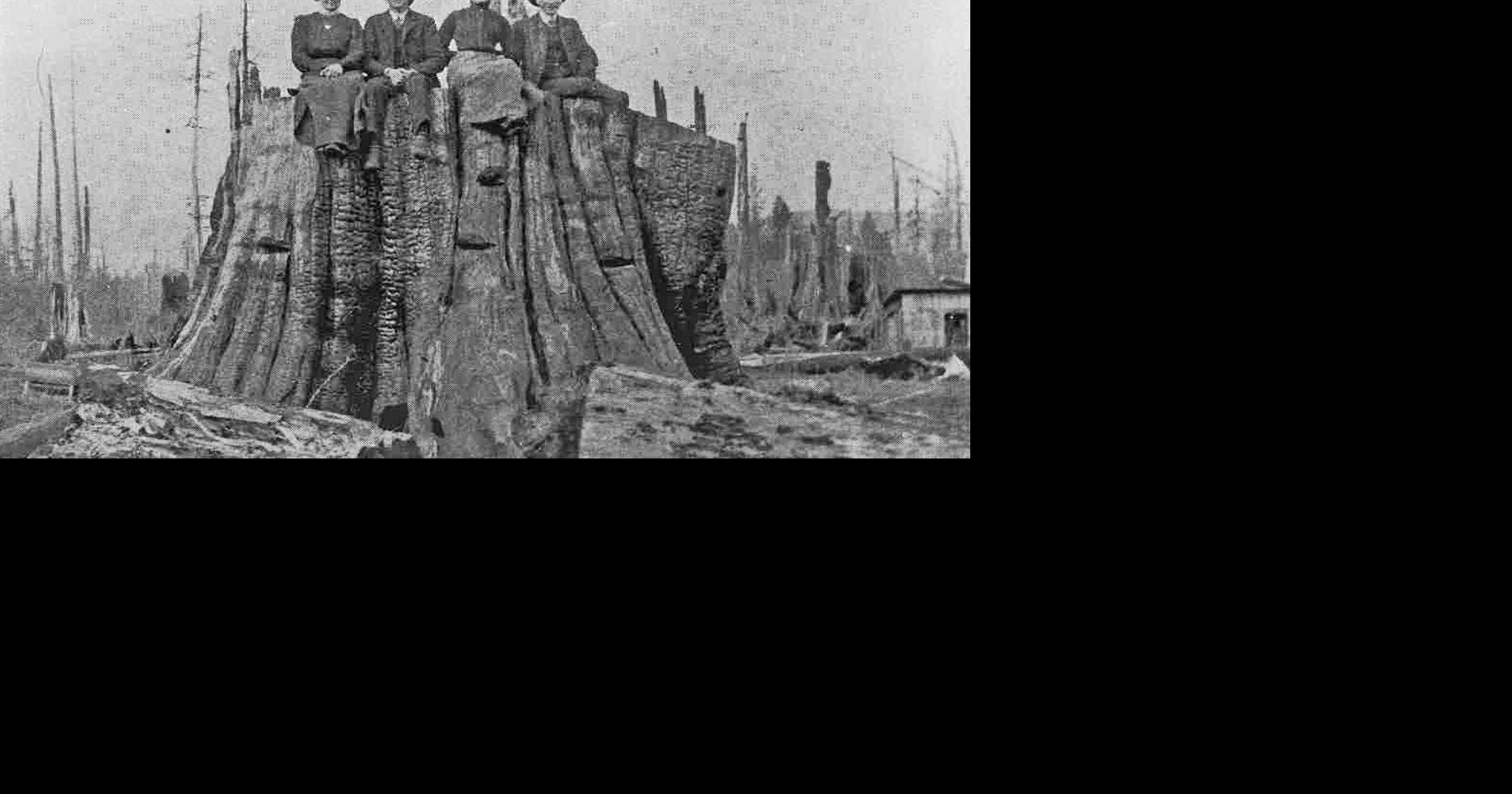 News Files: Forest fires ravaged Cedarhome area in 1910 | News ...