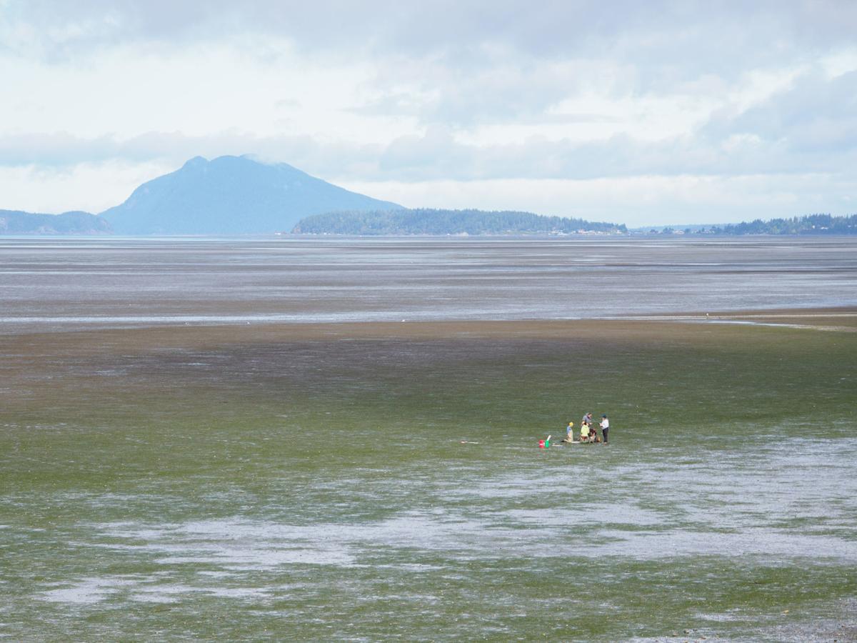 Researchers take new look at longtime non-native snails in Padilla Bay ...