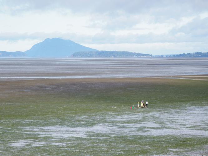Researchers take new look at longtime non-native snails in Padilla Bay ...