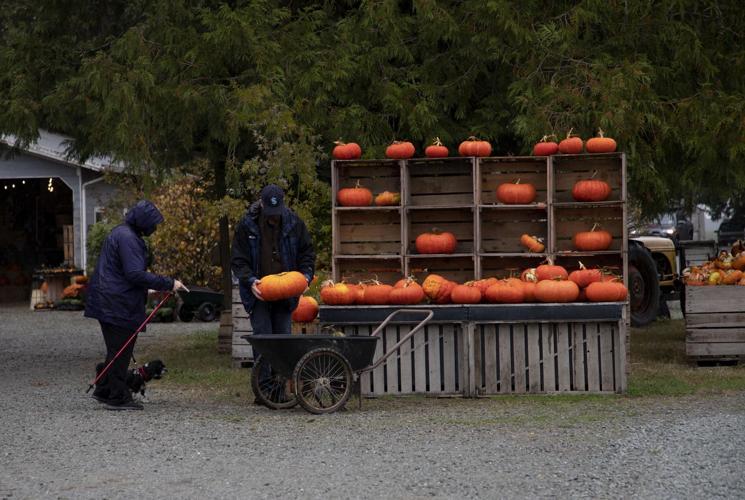 Gordon Skagit Farms showcases odd, unique pumpkins | Local News ...