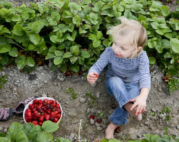 Free strawberry picking at Sakuma Bros. Farm | Gallery | goskagit.com