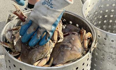 Summer crab catch record cards now due | Local News | goskagit.com