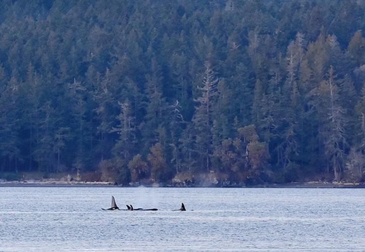Where are the orcas? | Environment | goskagit.com