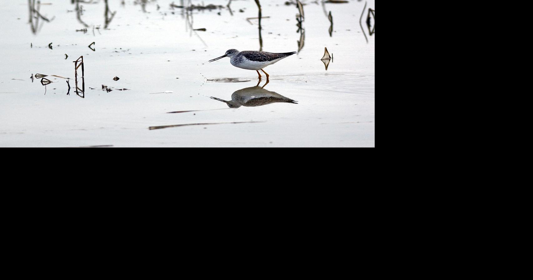 Study finds Skagit River delta restoration projects positively impacted ...