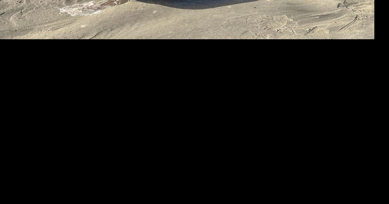 Rare 7-foot fish washed ashore on Oregon's coast garners worldwide ...