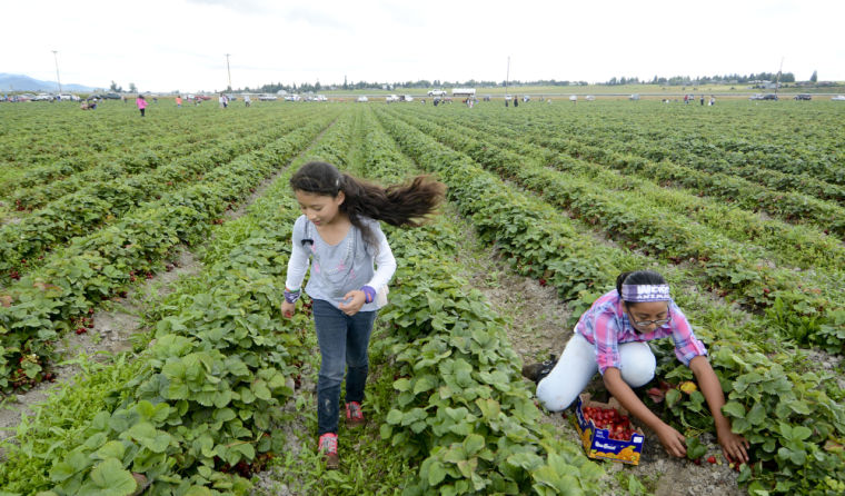 Free strawberry picking at Sakuma Bros. Farm | Gallery | goskagit.com