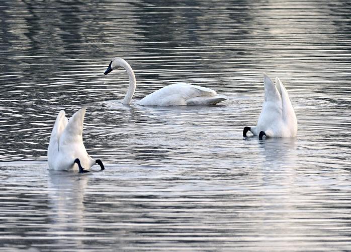 Photo gallery: Trumpeter swans and snow geese | News | goskagit.com