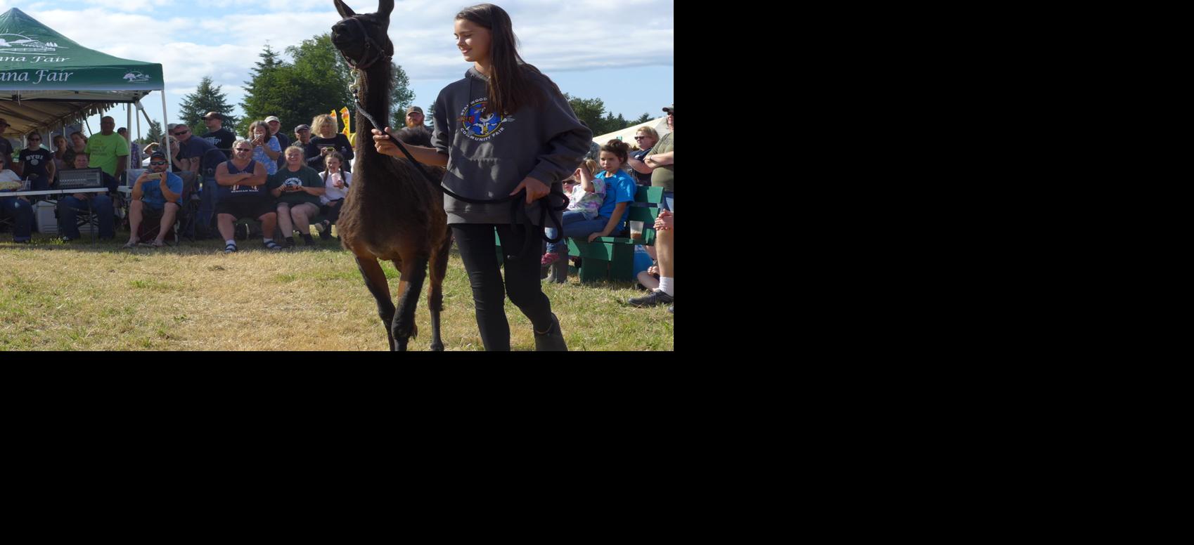 Photo gallery: Silvana Fair, 7.27.19 | Gallery | goskagit.com