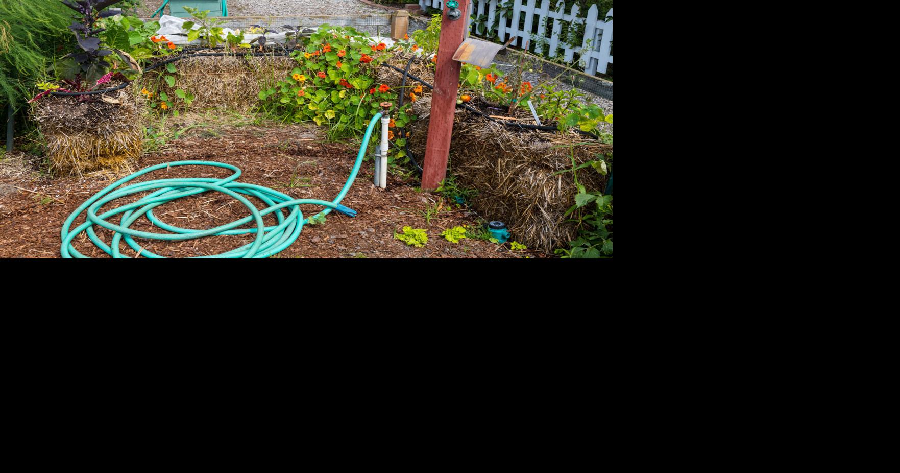 Ask the Master Gardener: Trap Cropping — A few key techniques ...