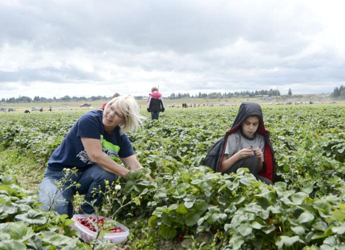 Free strawberry picking at Sakuma Bros. Farm | Gallery | goskagit.com