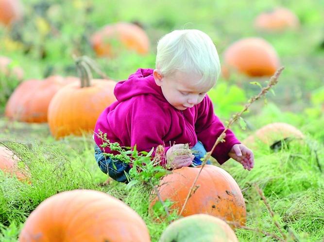Pumpkins take center stage as Halloween approaches | Gallery | goskagit.com