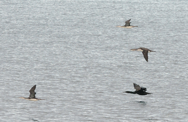 Birders go looking for loons | All Access | goskagit.com
