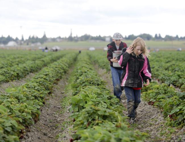 Free strawberry picking at Sakuma Bros. Farm | Gallery | goskagit.com