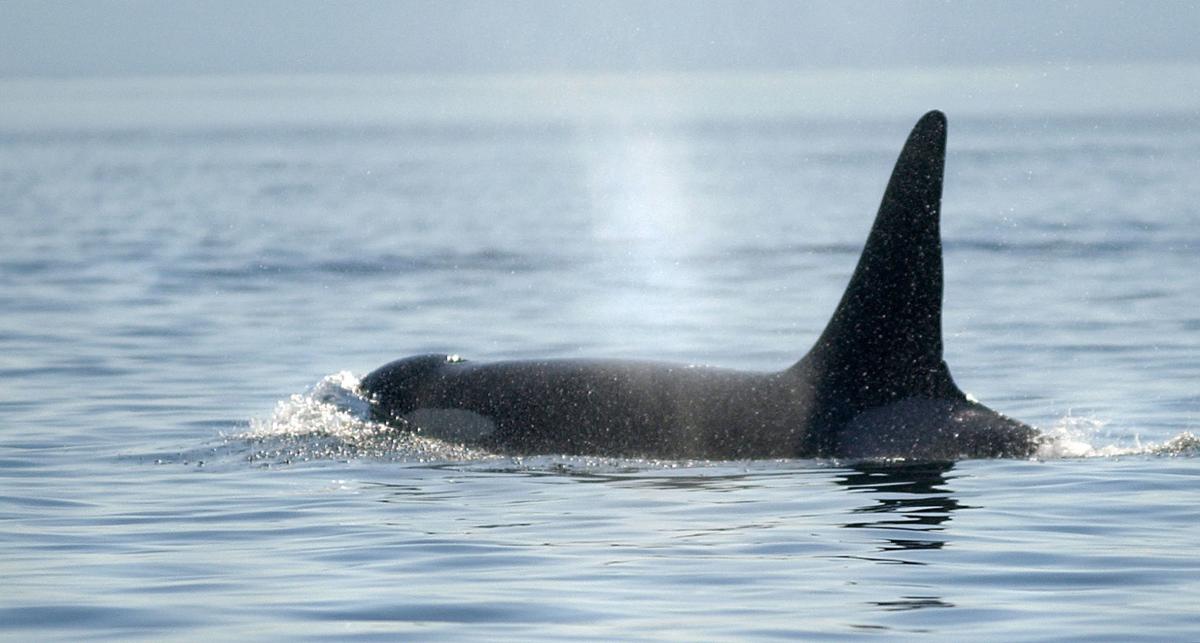 Officials: Salmon, orca recovery important as ever | News | goskagit.com
