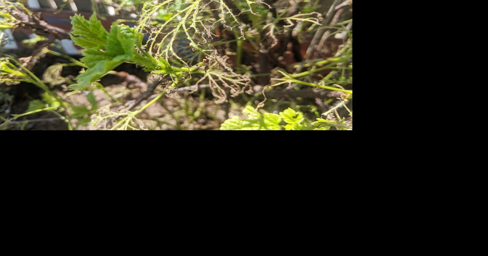 Ask the Master Gardener - The current currant "worm" | Entertainment ...