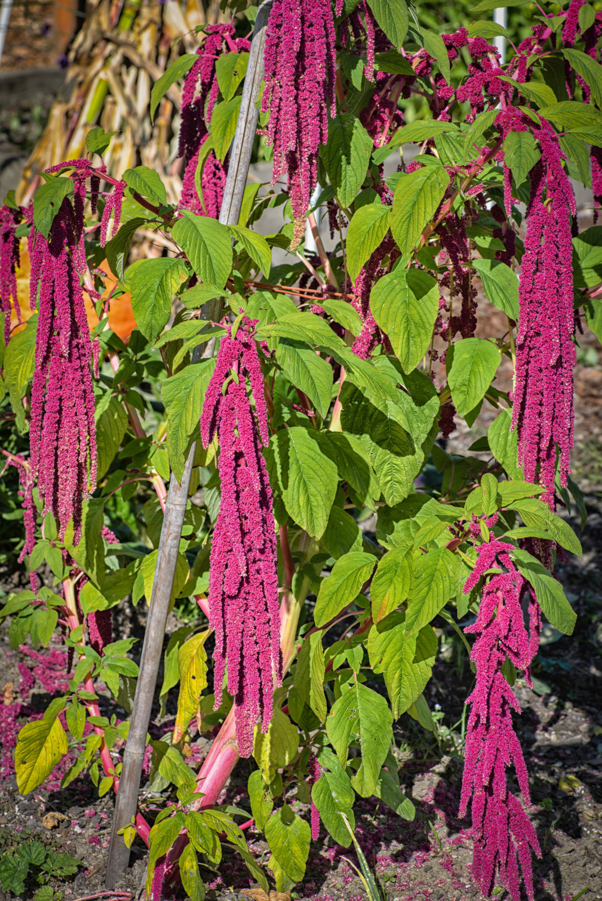 Ask the Master Gardener: Growing your own bouquets | Home And Garden ...