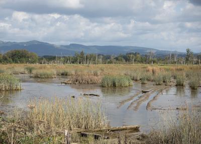 Fish and Wildlife mapping and spraying invasive plants in Skagit ...