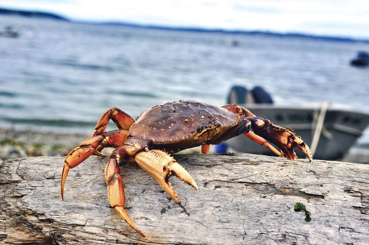 Crabbers get crackin’ | News | goskagit.com