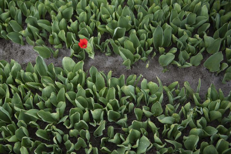 Tulip growers prepare for Skagit Valley Tulip Festival | Fruit Farming ...
