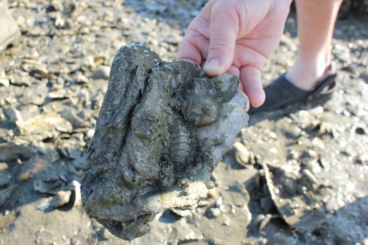 Native oyster restoration taking off in Fidalgo Bay waters | News ...