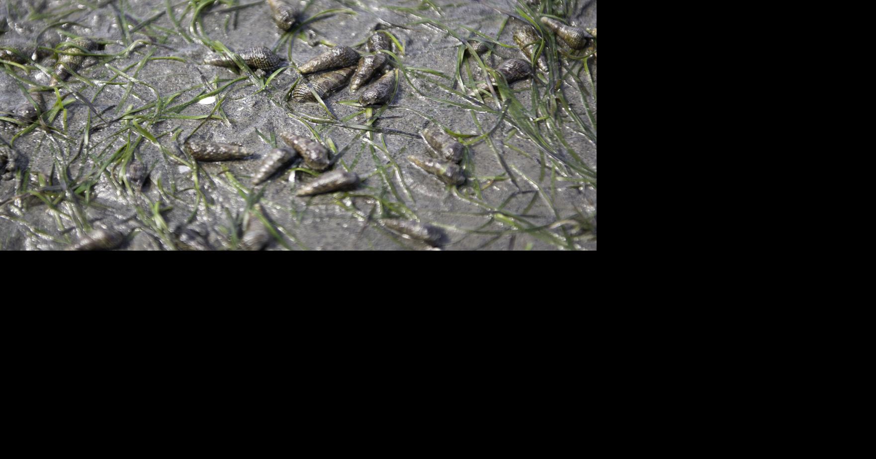 Billions of mud snails in Padilla Bay | Environment | goskagit.com
